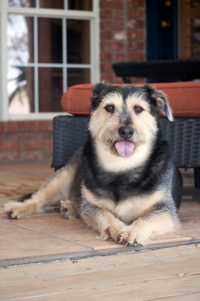 Antics with Harley | Tex Appeal Magazine