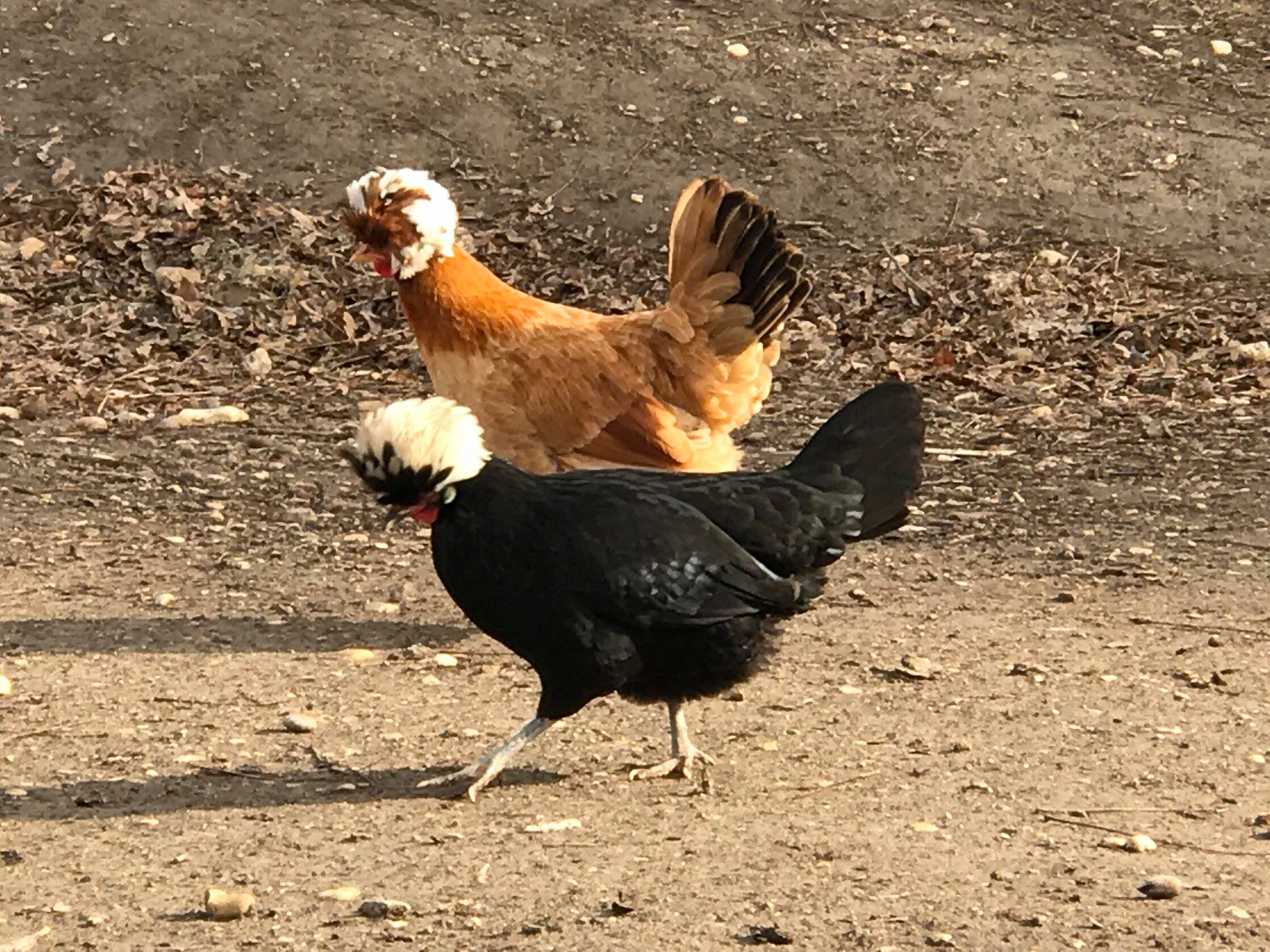 Family Fun on the Farm | Tex Appeal Magazine